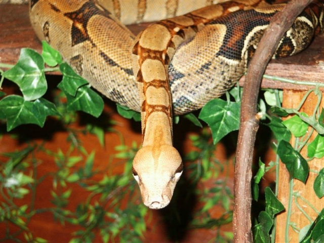 Boa constrictor ssp